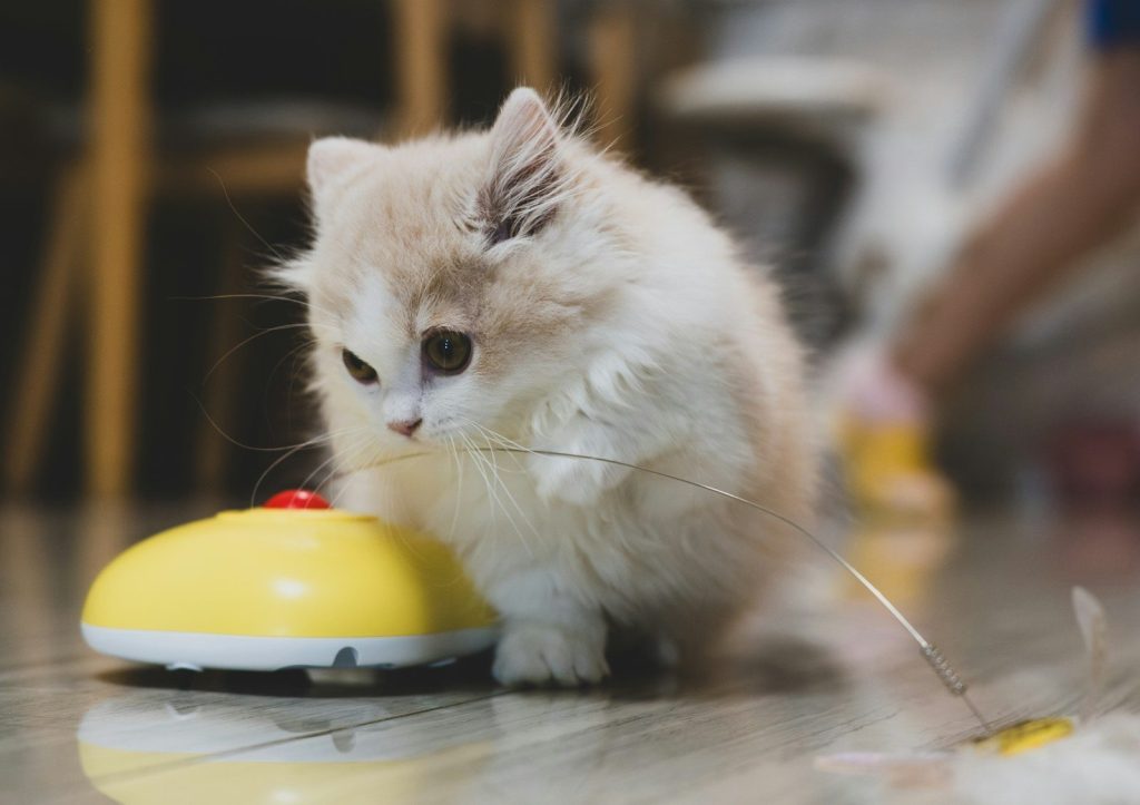 The genetic mystery behind a kitten with furry arm whiskers