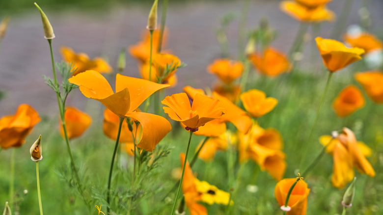 15 self-seeding flowers to plant for continuous color in your garden ...