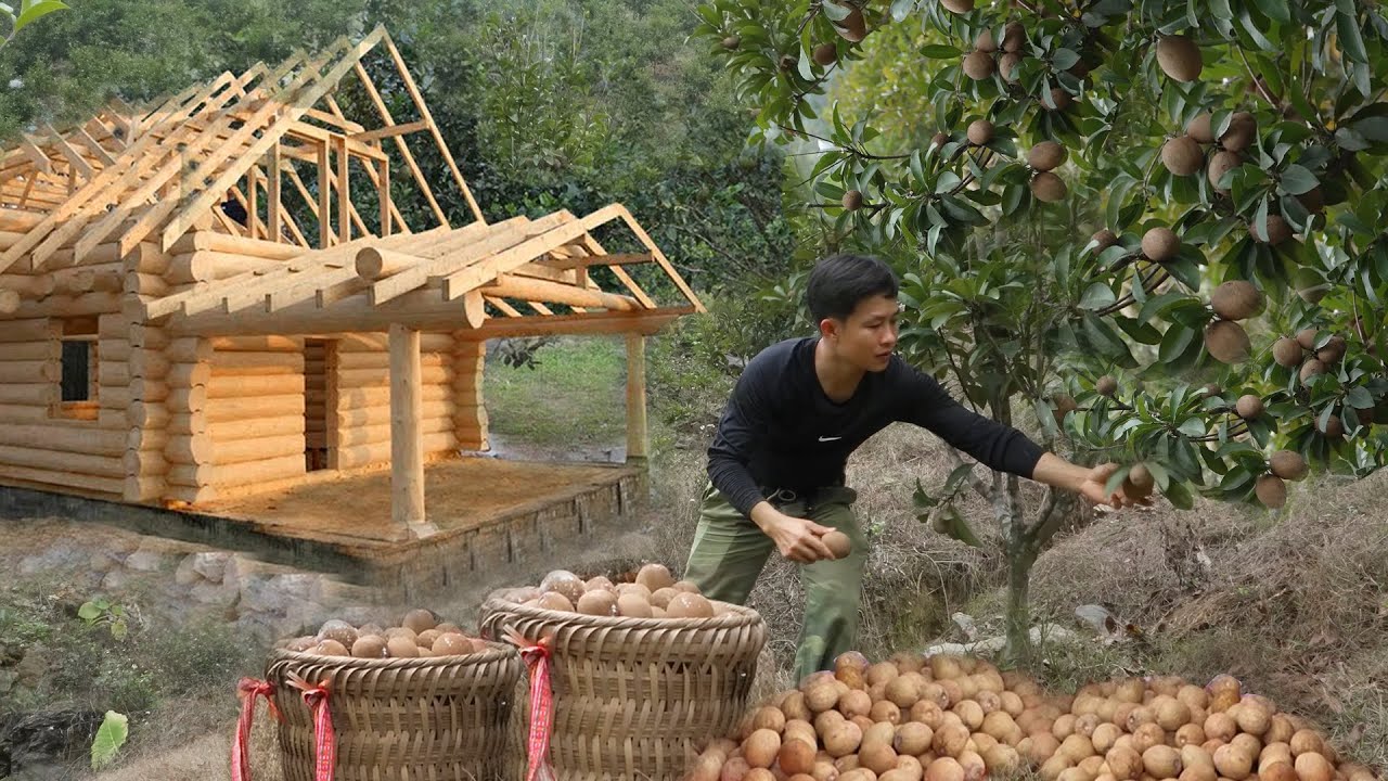 How selling sapodilla is changing my life