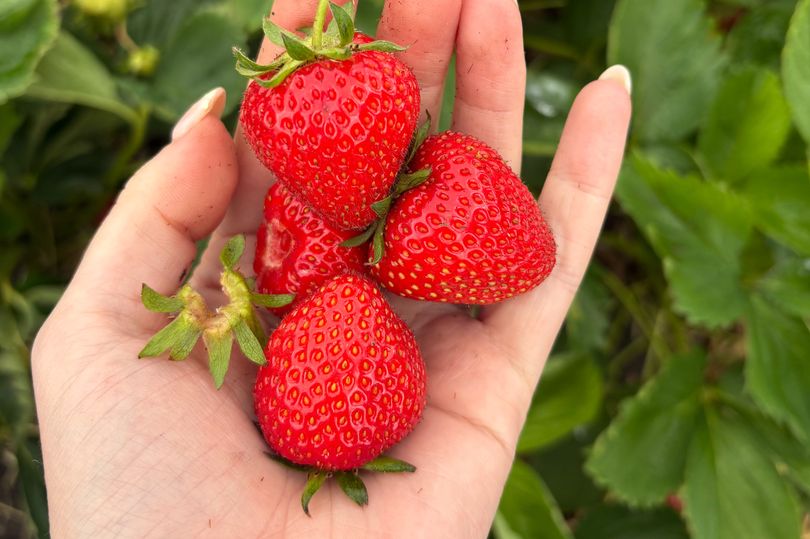 Yorkshire strawberry picking experience perfect for the whole family