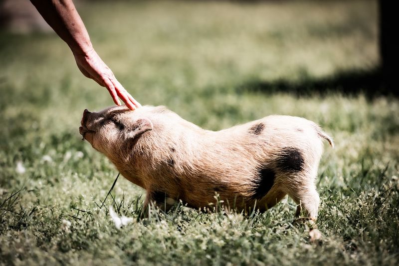 This animal sanctuary in New Jersey offers 43 acres of freedom for ...