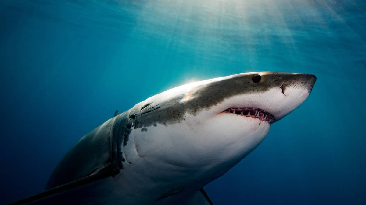 Third fatal shark attack in 4 weeks shocks Western Australia