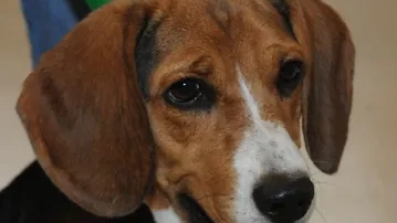 Small dog breeds that steal hearts fast