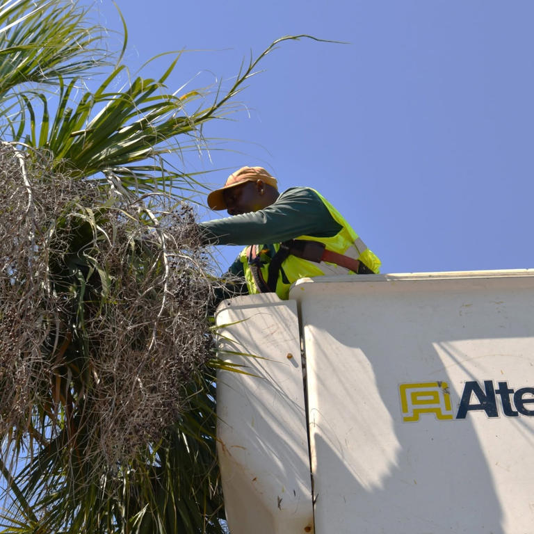 Destined to soar: Baby mockingbird rescued by Nature Camp in Summerville