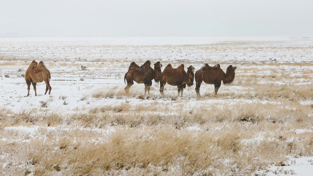 Llamas and alpacas: History, traits, and uses