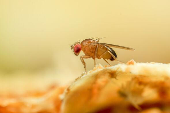 Experts reveal the £2 kitchen hack that traps fruit flies fast