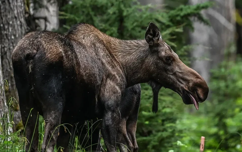 Moose secrets you didn’t know about swimming and survival
