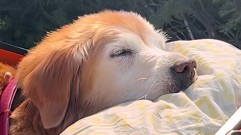 Senior golden retriever can't walk anymore, but dad finds a touching ...