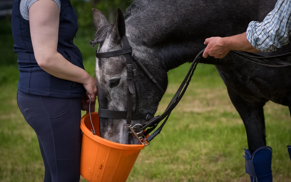 Smart feeding tips for a happy horse life