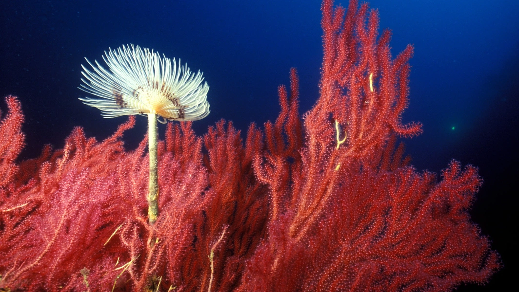 Scientists uncover rare deep-sea life challenging biology