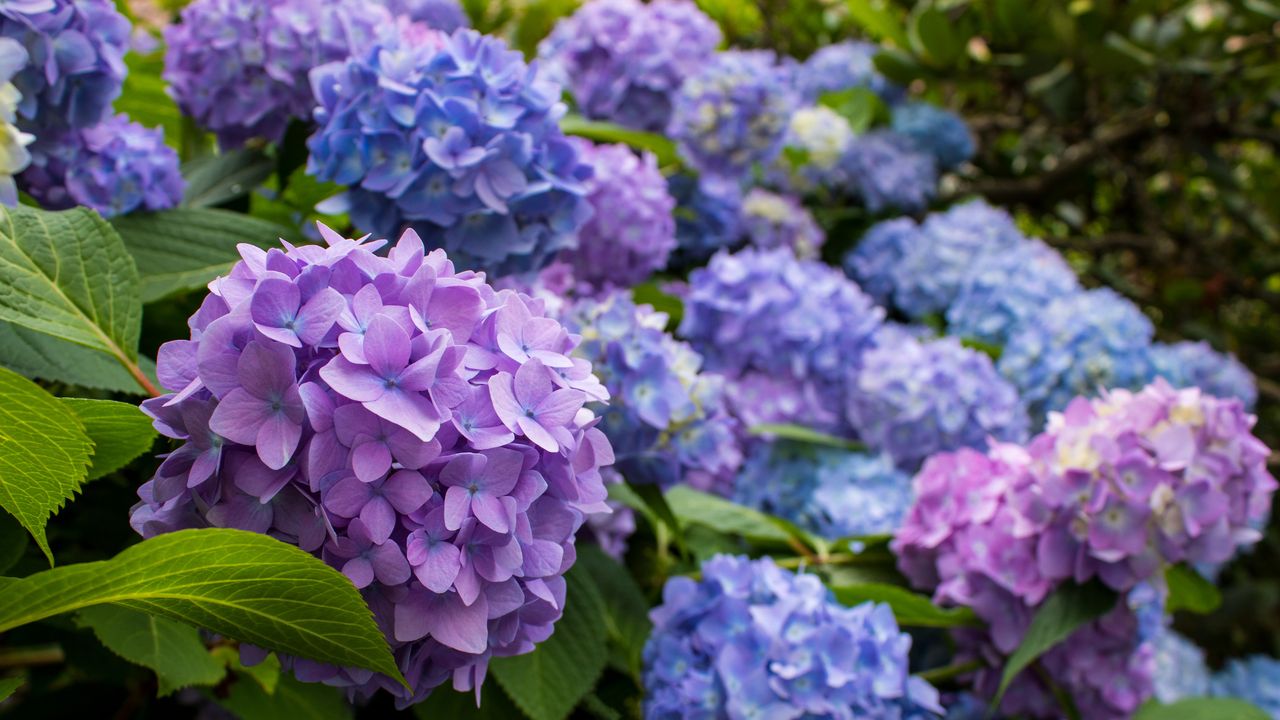 Why is my hydrangea not growing? How to fix it fast so yours blooms ...