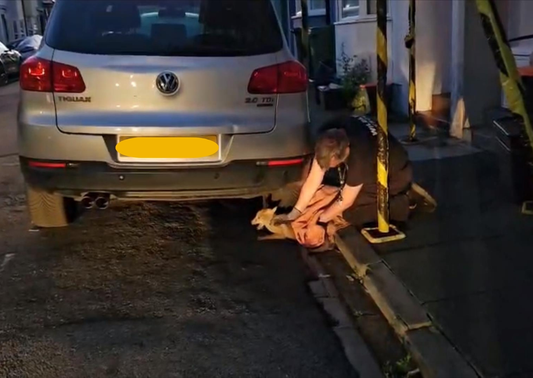 Fox cub sighting appeal – Coombe Road / Kimberley Road, Brighton