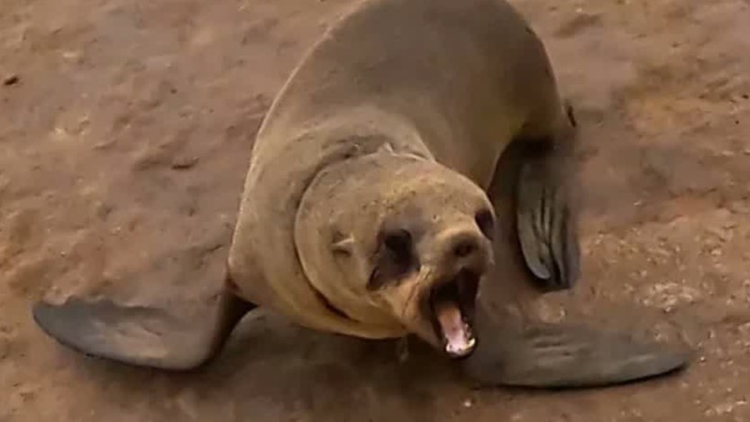 This terrified seal refused to stop fighting - even while plastic was ...