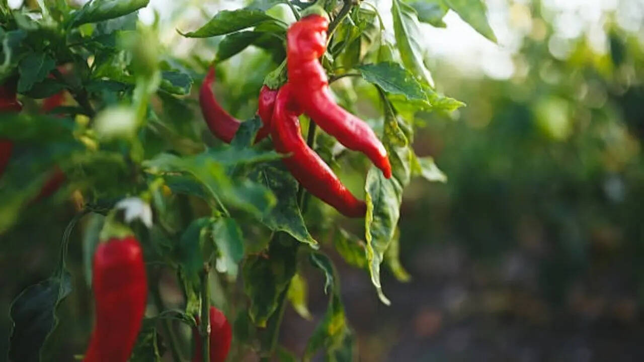 7 vegetables that grow easily in pots