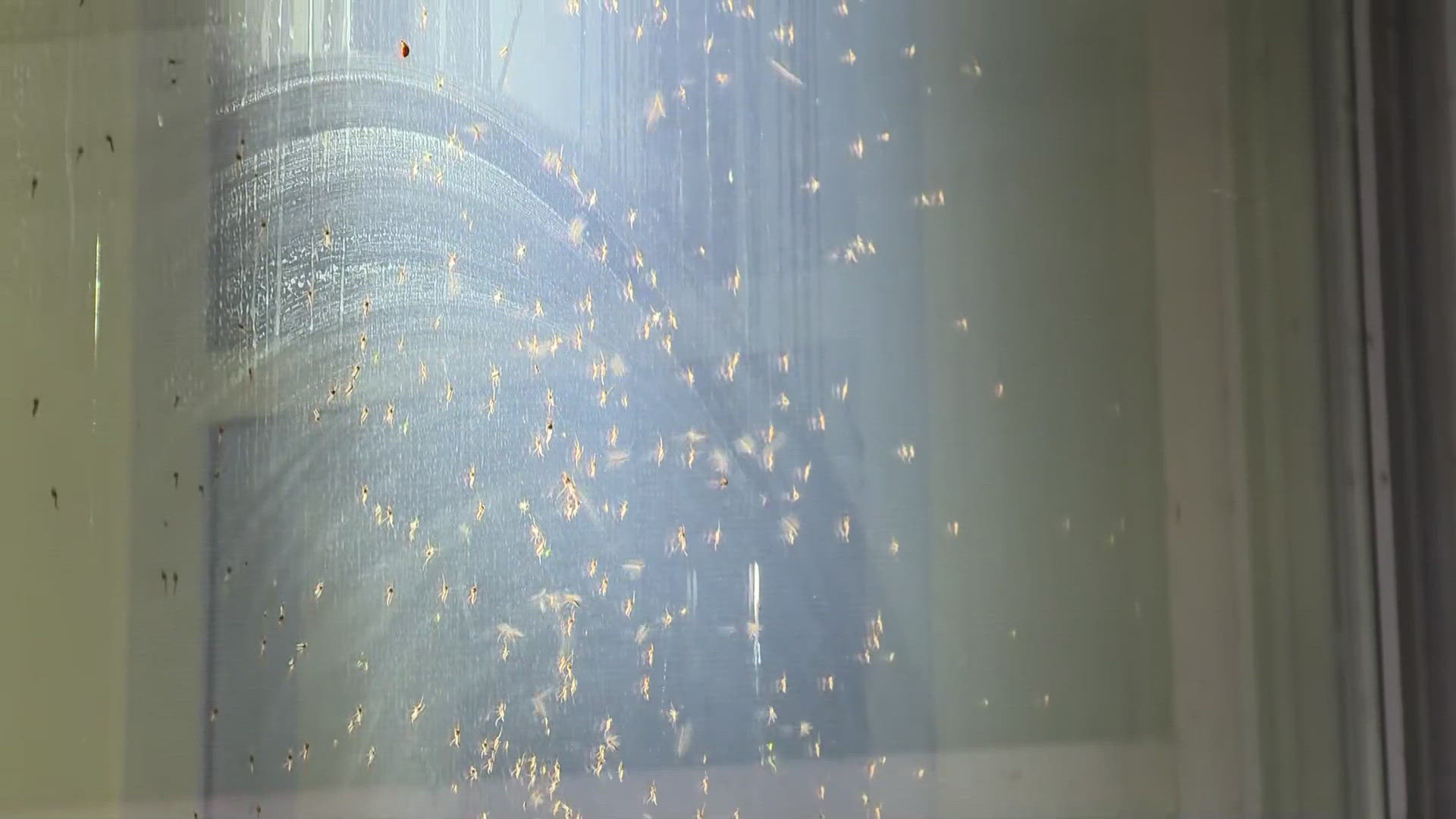 The midges are back in Cleveland: 3 questions answered