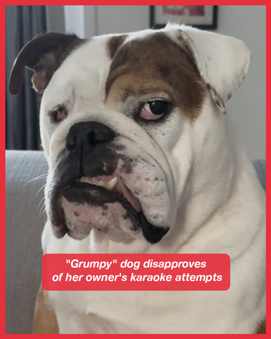 'Grumpy' dog disapproves of her owner's karaoke attempts