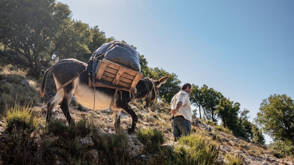 El Camino de Santiago en burro: los riesgos de peregrinar sin calcular ...