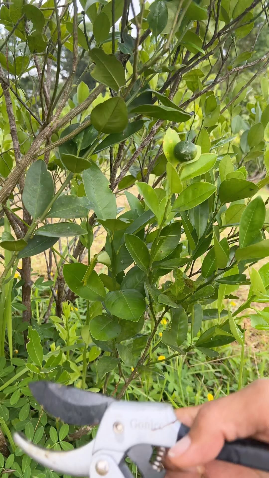 Pruning my calamansi tree for healthy growth