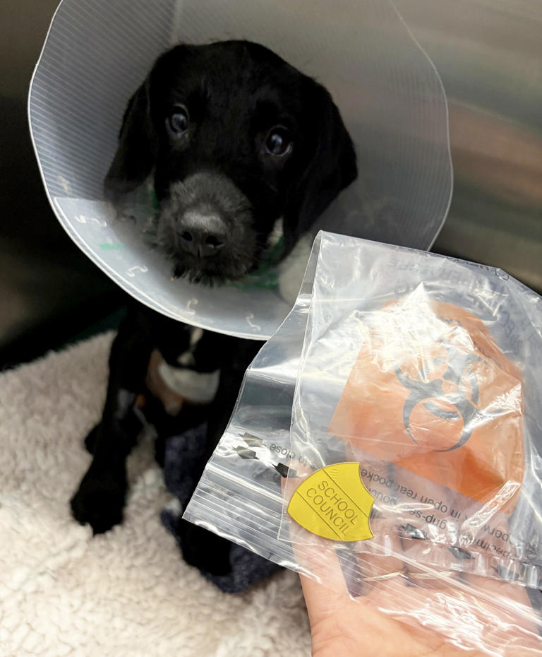Puppy rushed for emergency surgery after swallowing school badge