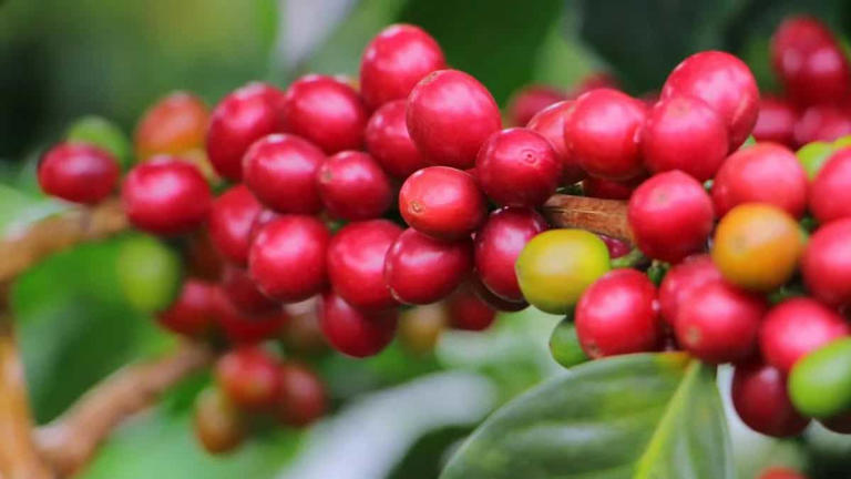 Beyond Arabica: The search for climate-resilient coffee