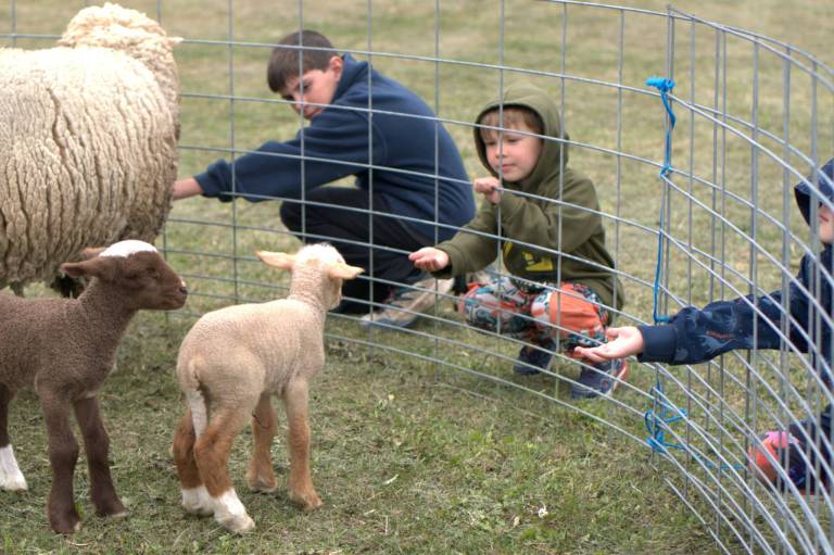 Furry friends, fiber arts found at Shepherds’ Festival
