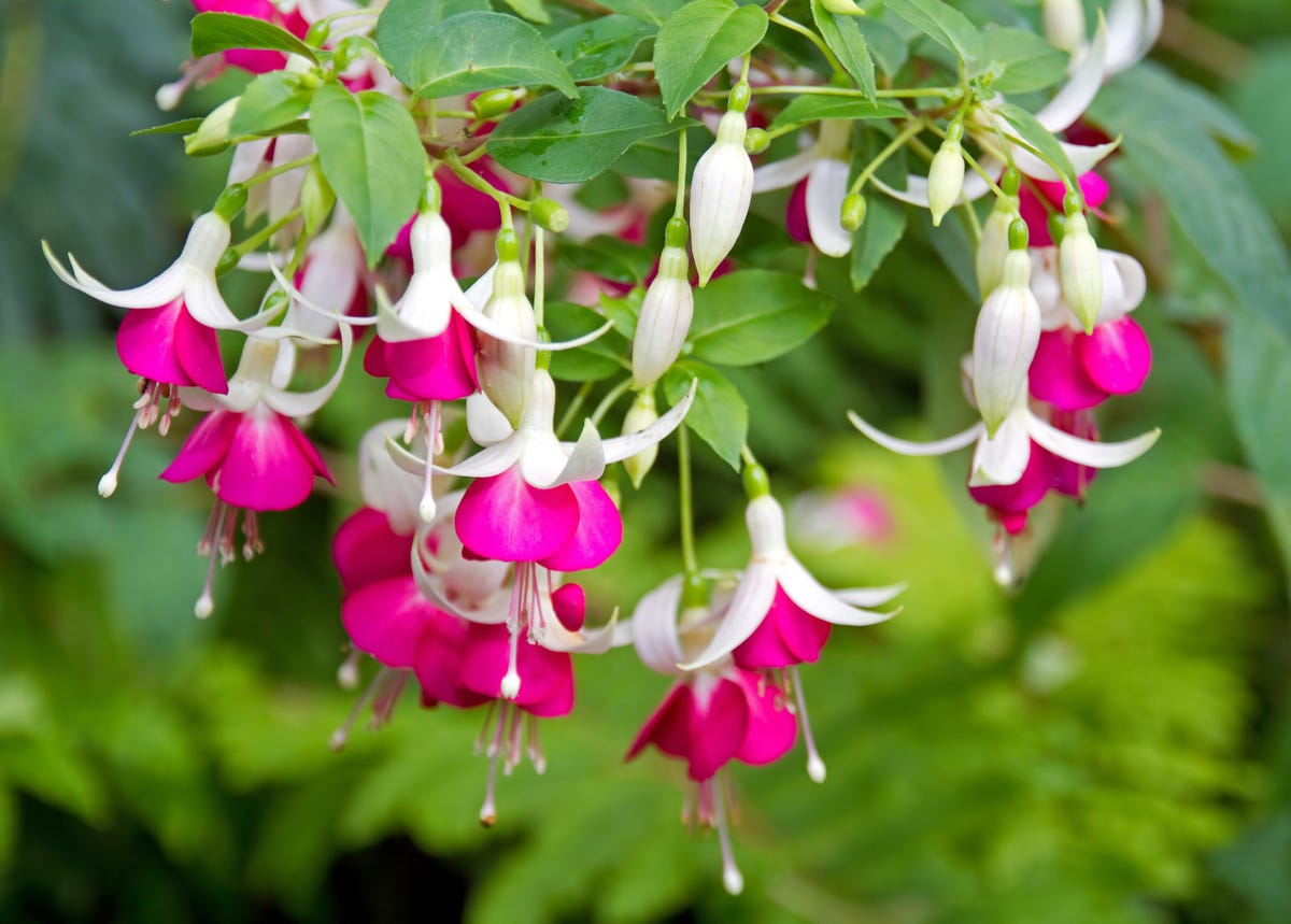 7 shade-loving window box plants that thrive all summer, from fuchsias ...