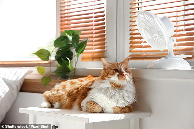 Pets at Home boss hails 'great potential' even as weaker retail demand ...