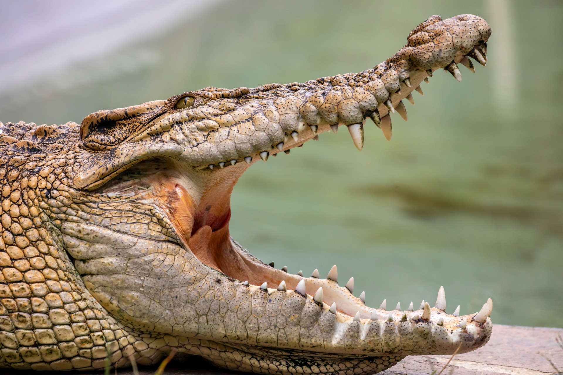 Animals that kill the most humans
