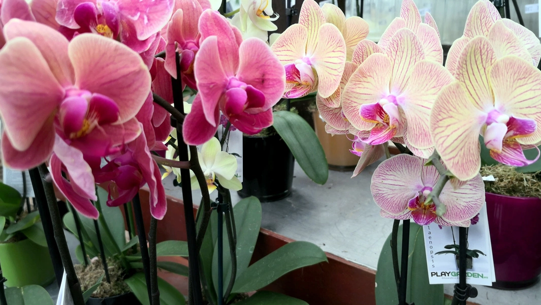 Orchid care secrets every plant lover should know
