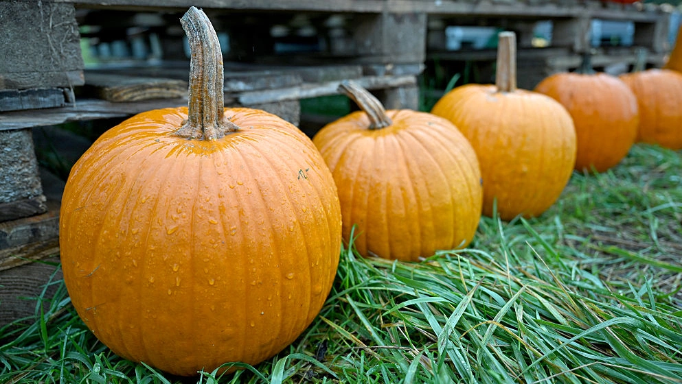 Pumpkin desserts worth falling for this season