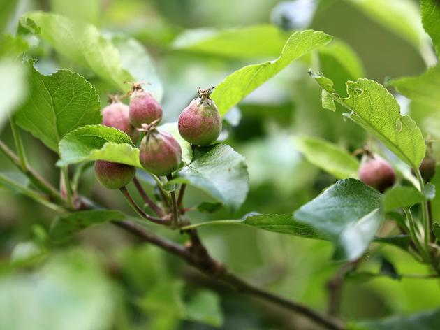 Hilfe, die Äpfel fallen vom Apfelbaum