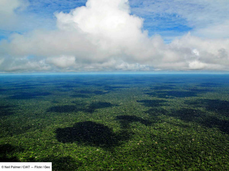 Au Brésil, la déforestation recule à un niveau inédit en 2025