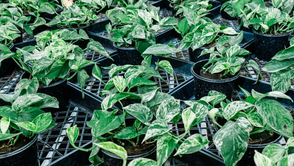 Pothos care tips for thriving vines