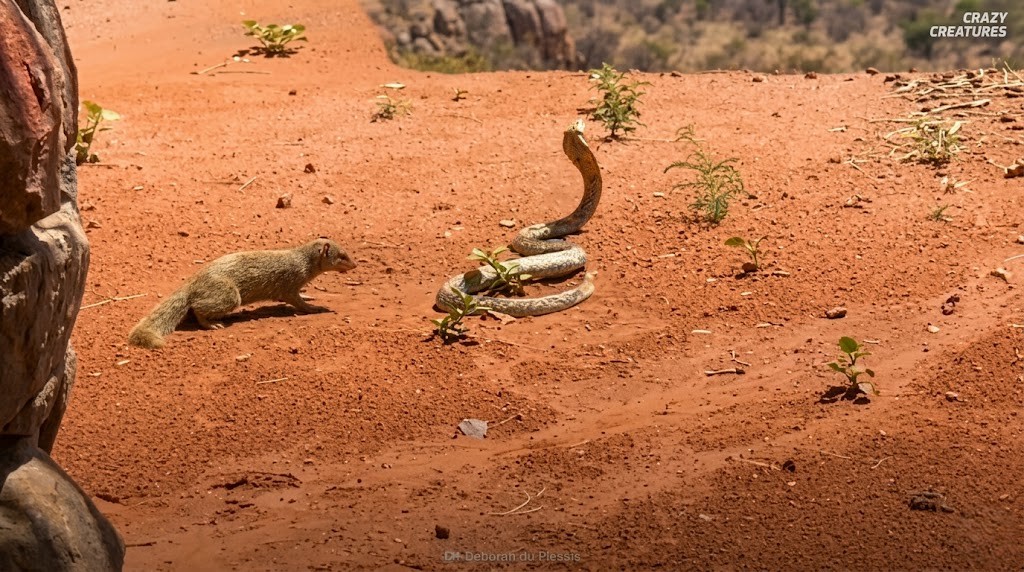 Watch what happens when a cobra realizes it picked the wrong opponent