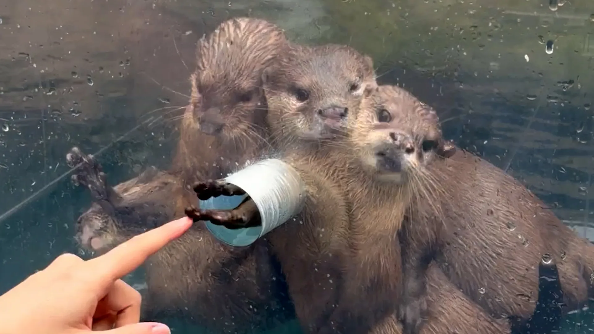 Otter strecken Mini-Pfötchen durchs Gehege – alles nur für Fisch-Leckerlis