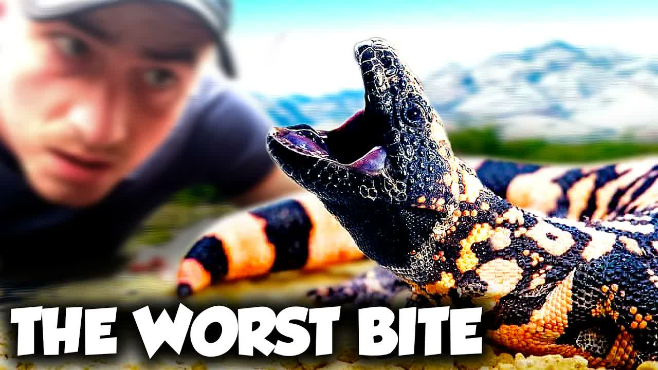 The shocking truth about the most venomous lizard on Earth