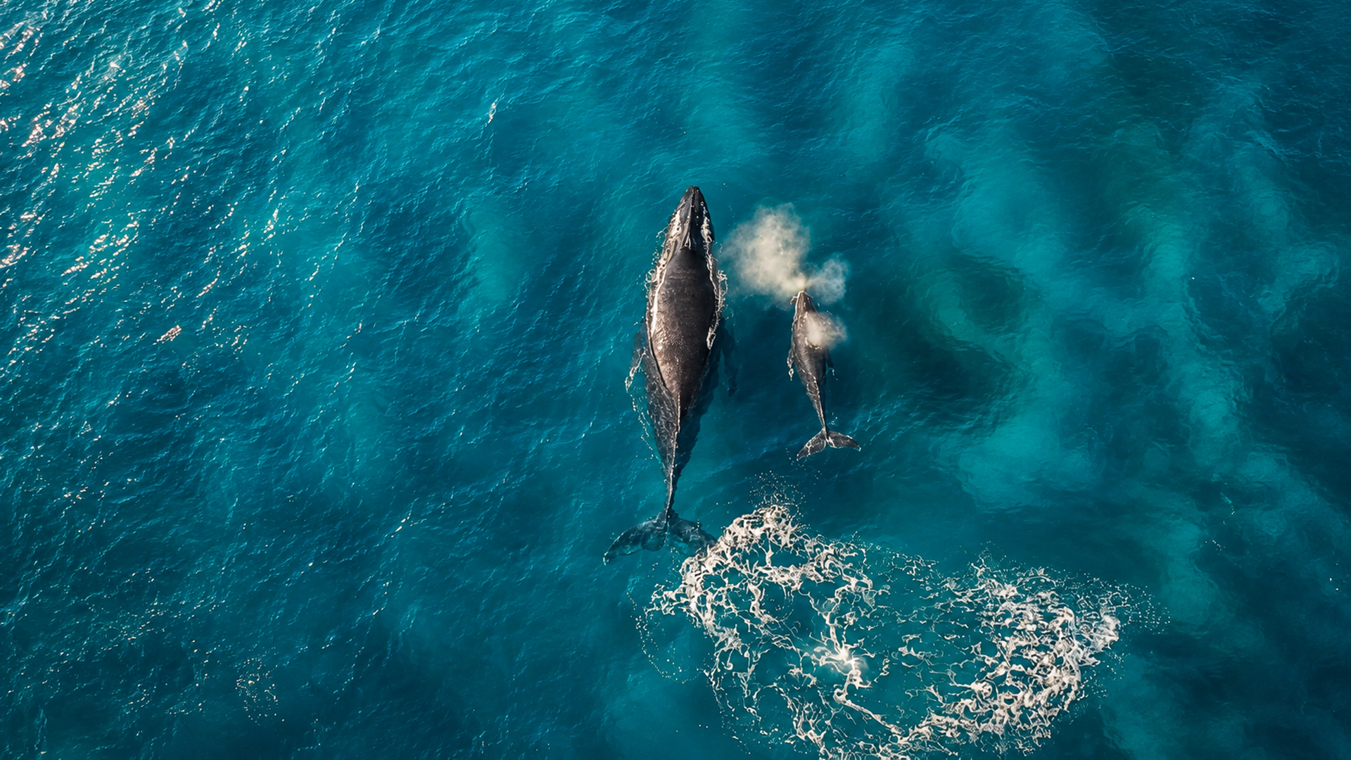 Humpback whale moments captured in Hawaii