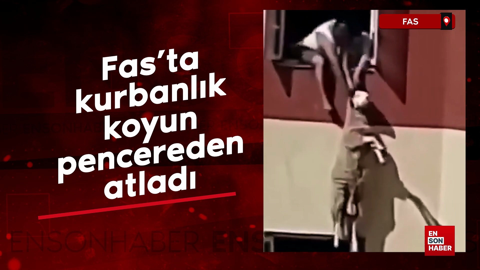 Fas’ta kurbanlık koyun pencereden atladı