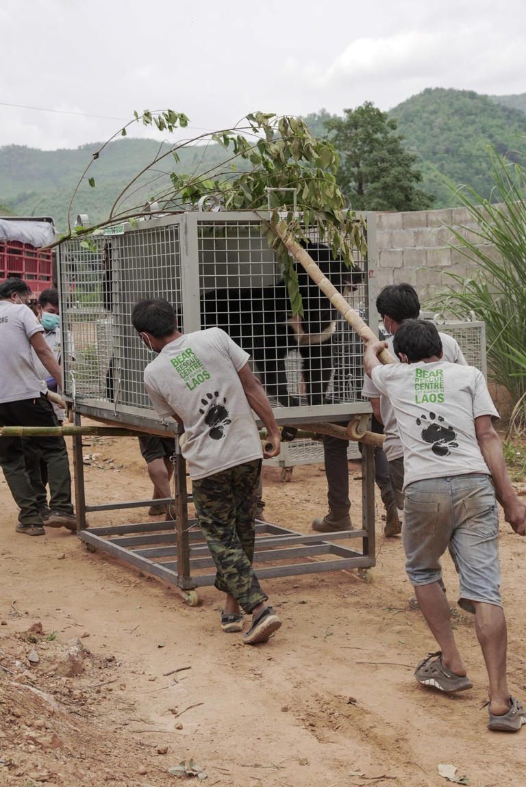 After years in tiny cages, 27 moon bears in Laos finally taste freedom