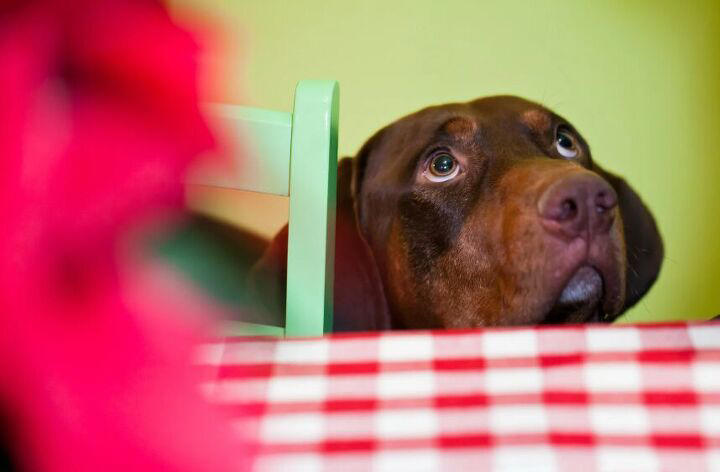 8 people foods your dog can eat, plus what to never share