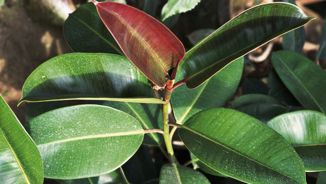 Rubber plant care made simple for plant lovers