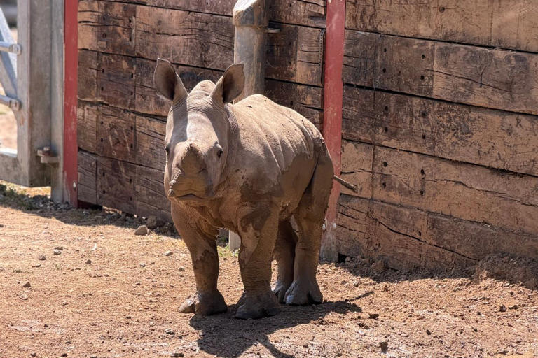 Watch how Marwell Zoo's animals are keeping cool in the heatwave as ...