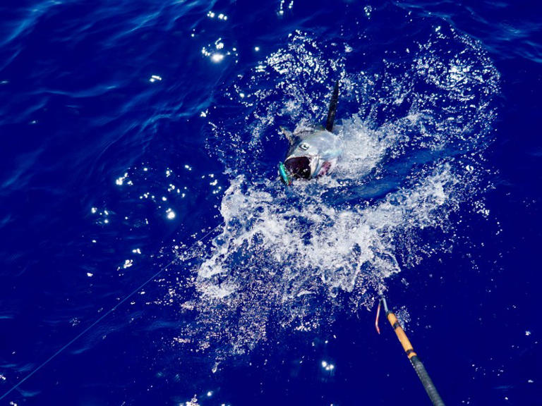 Florida yellowfin fishing out of Cape Canaveral
