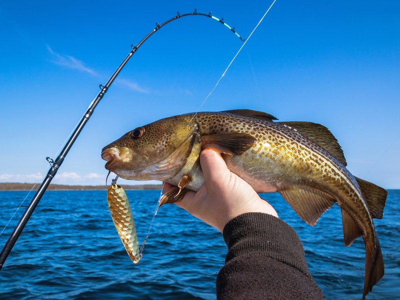 Best fish to eat at 4 fishing destinations