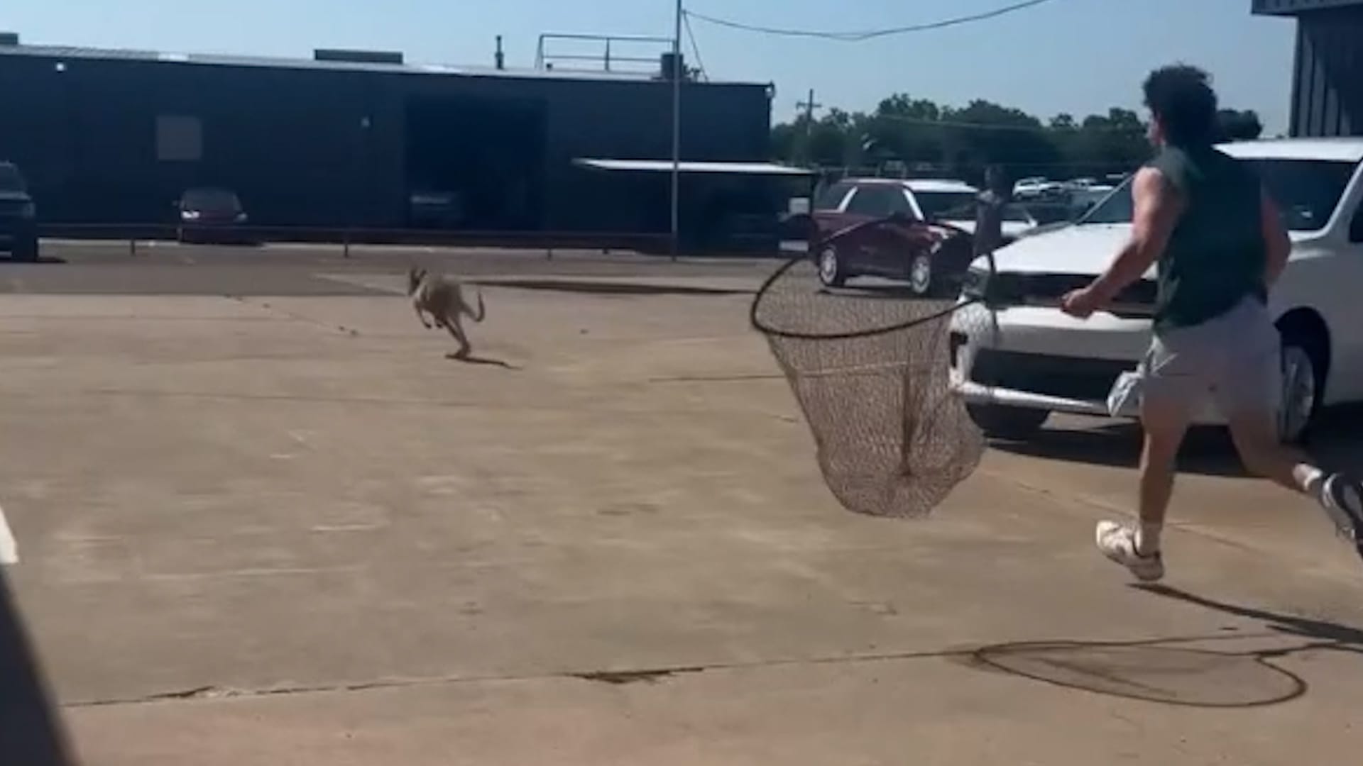 Texas police wrangle escaped kangaroo