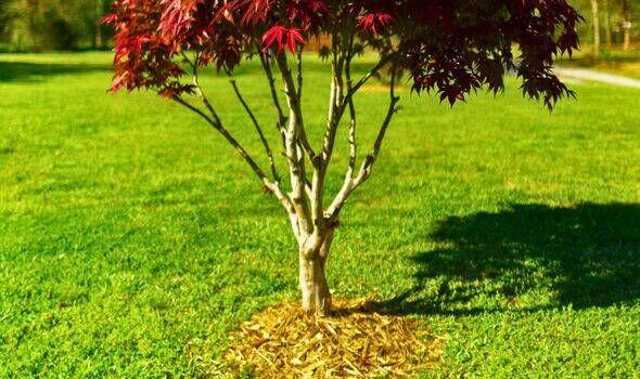 Japanese maple owners urged to add natural item to soil now for ...