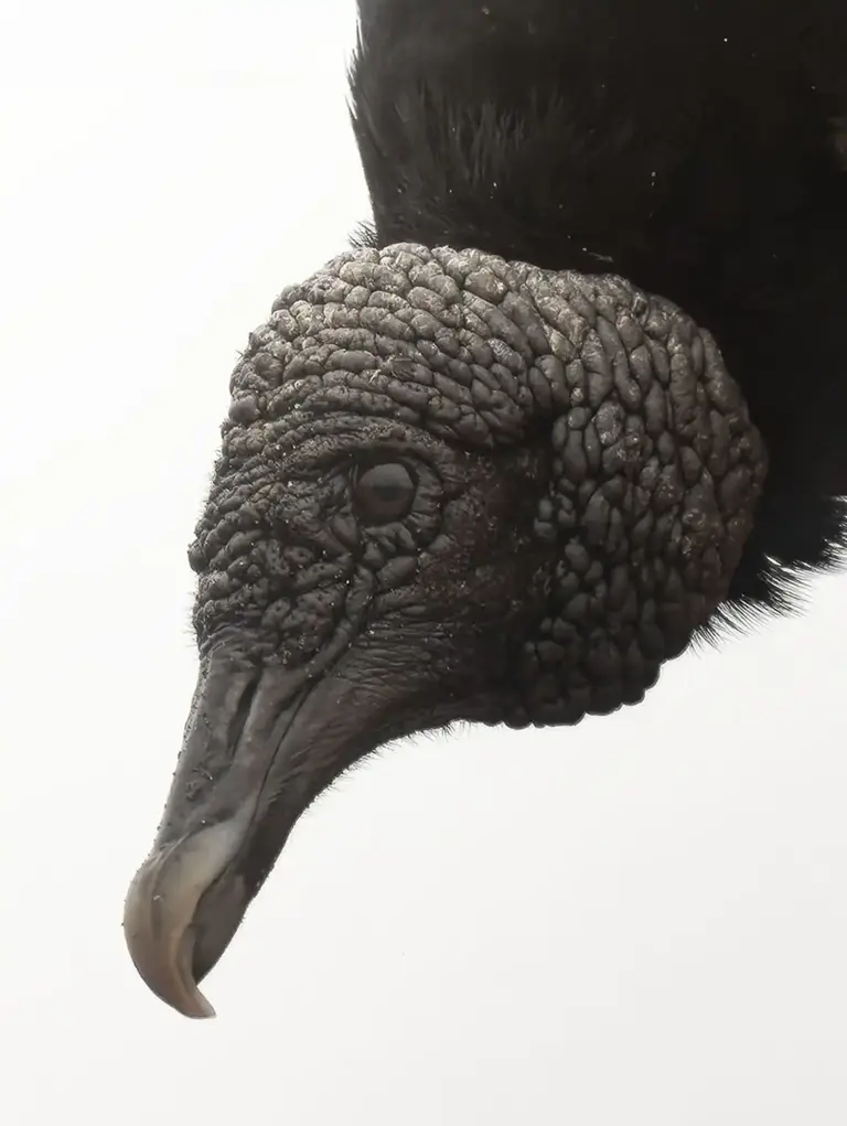 La mirada
