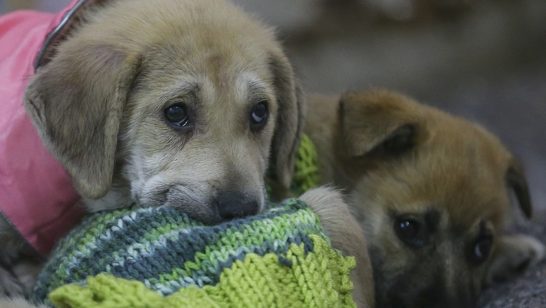 Foster dad joins bath to ease rescued lab puppies’ fears