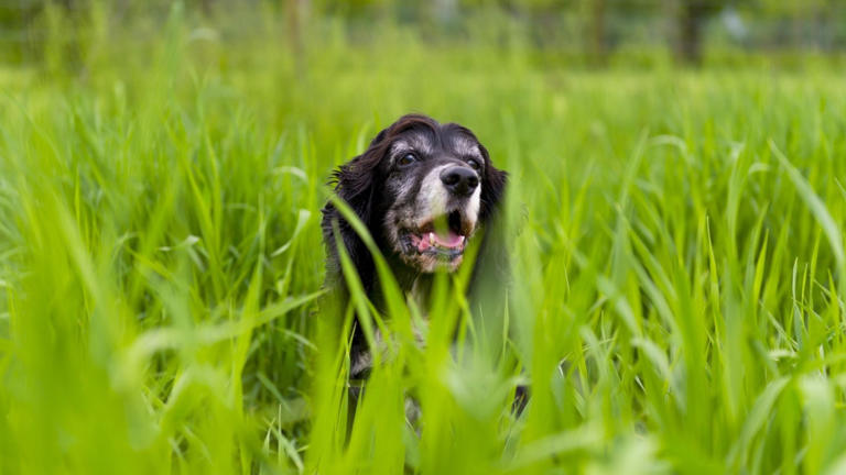 Los expertos en bienestar canino avisan de los mejores trucos para ...