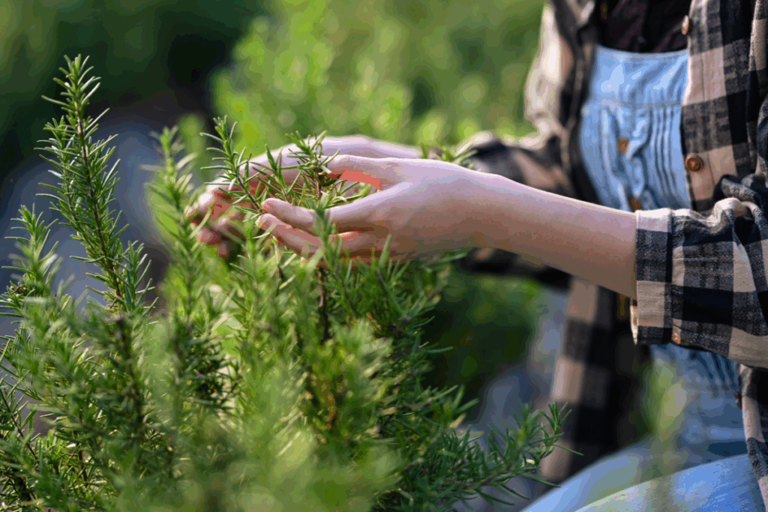Say goodbye to ants, these 4 plants keeps them away from your garden ...